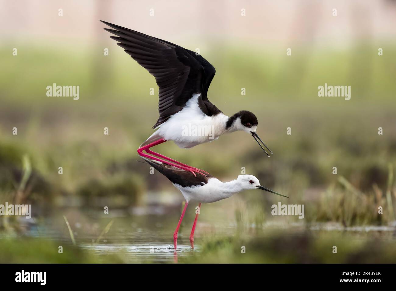 The black-winged stilts standing in shallow waters surrounded by lush ...