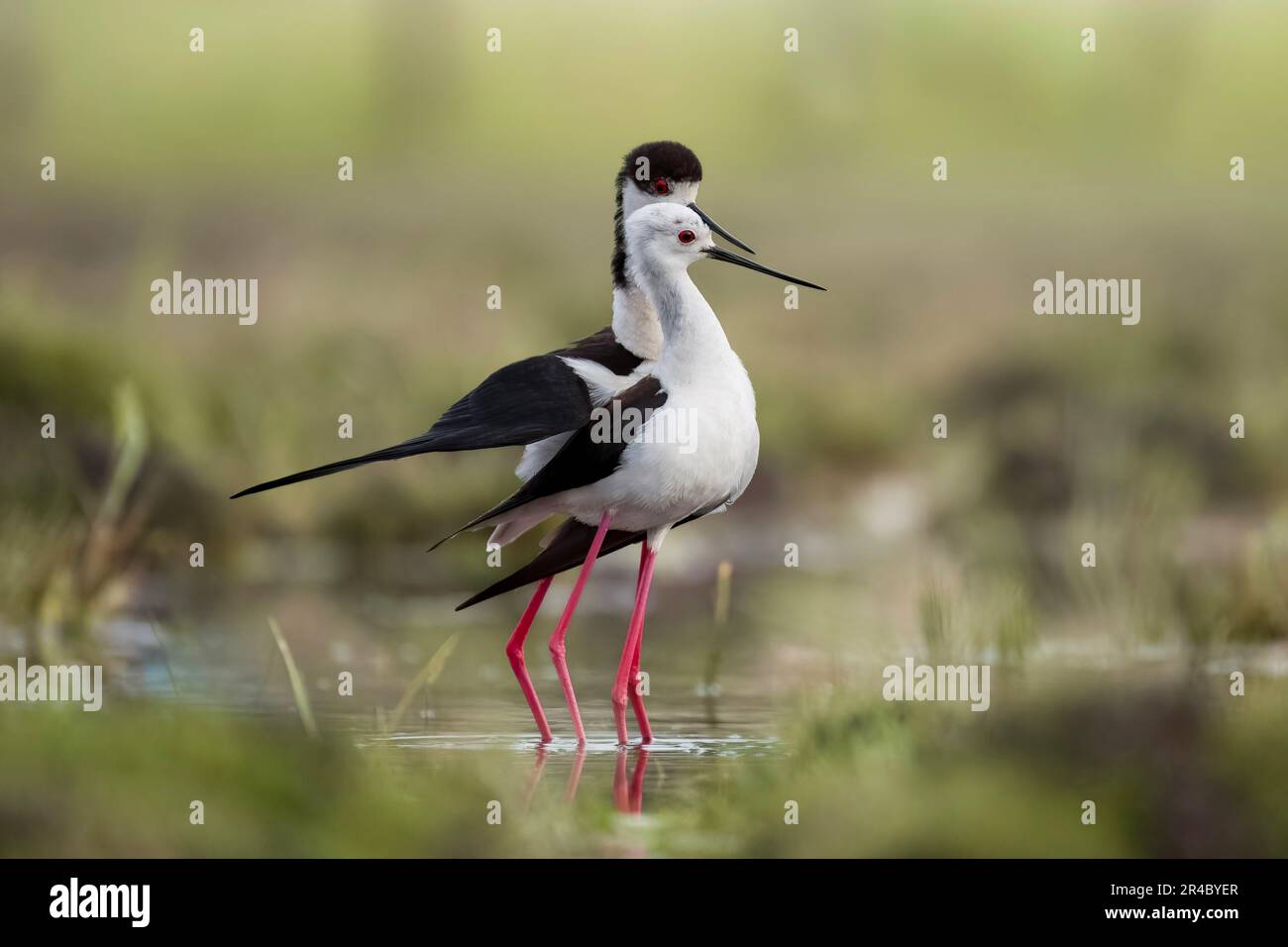 The black-winged stilts standing in shallow waters surrounded by lush ...