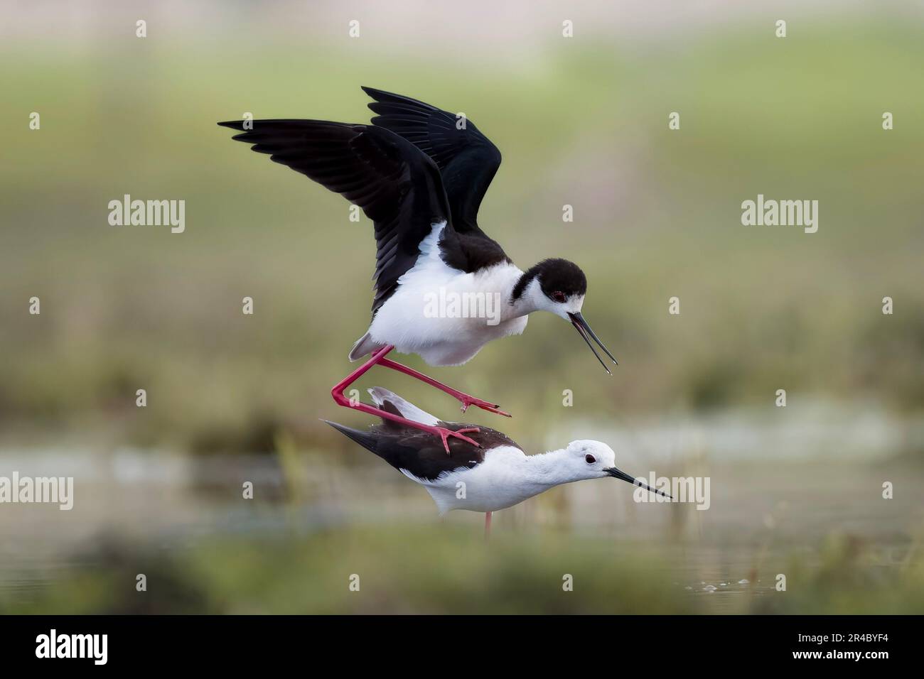 The black-winged stilts standing in shallow waters surrounded by lush ...