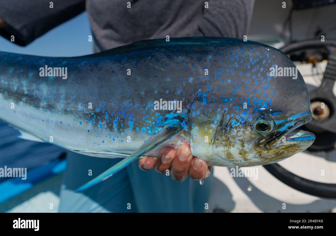 A large blue common dolphinfish (Coryphaena hippurus) caught by a ...