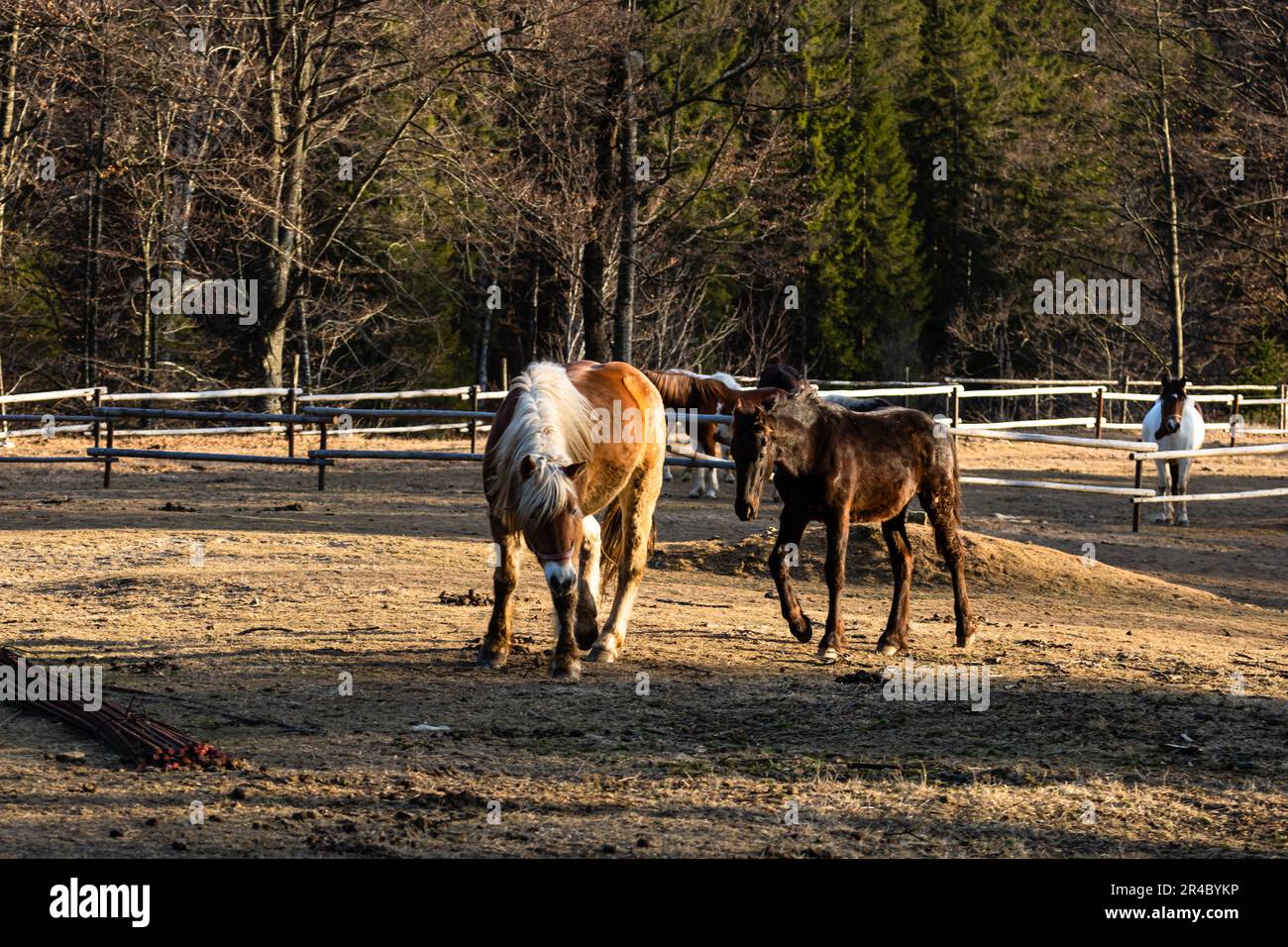 Two equines walking along a dirt path lined with trees in a rural ...