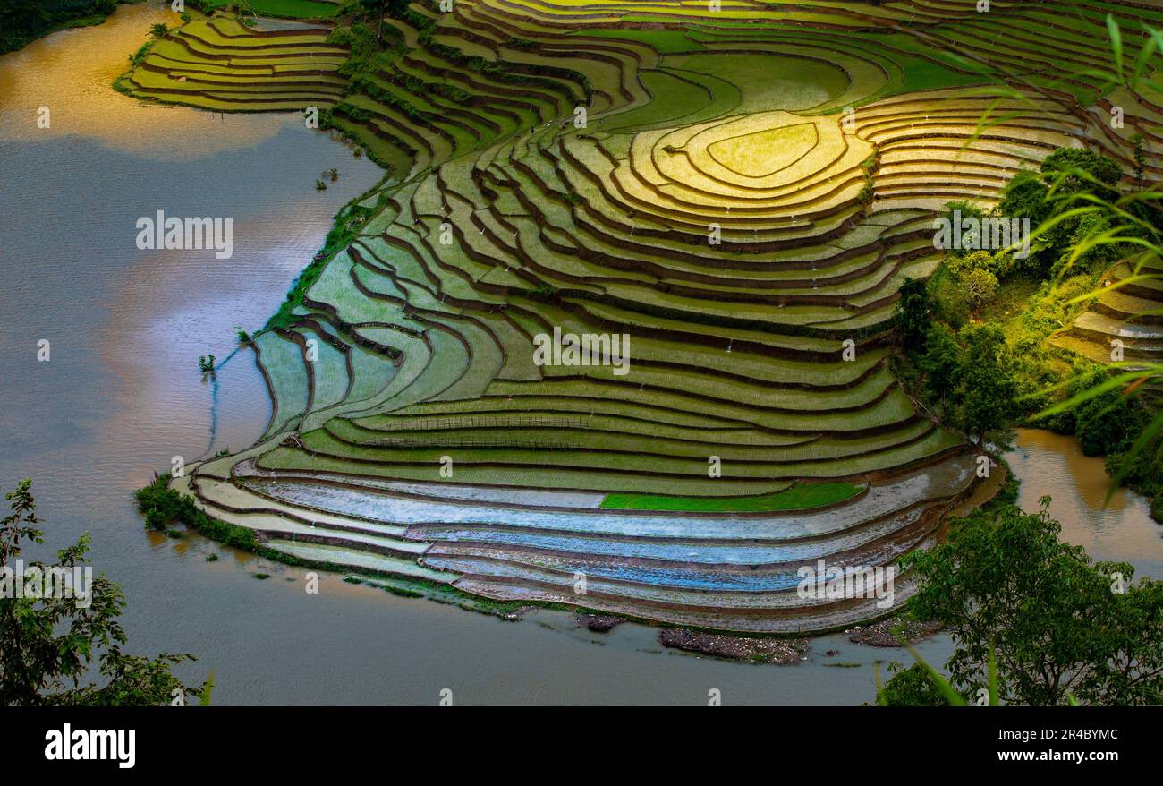 In the rainy season, the terraced fields are poured, famers transplant ...