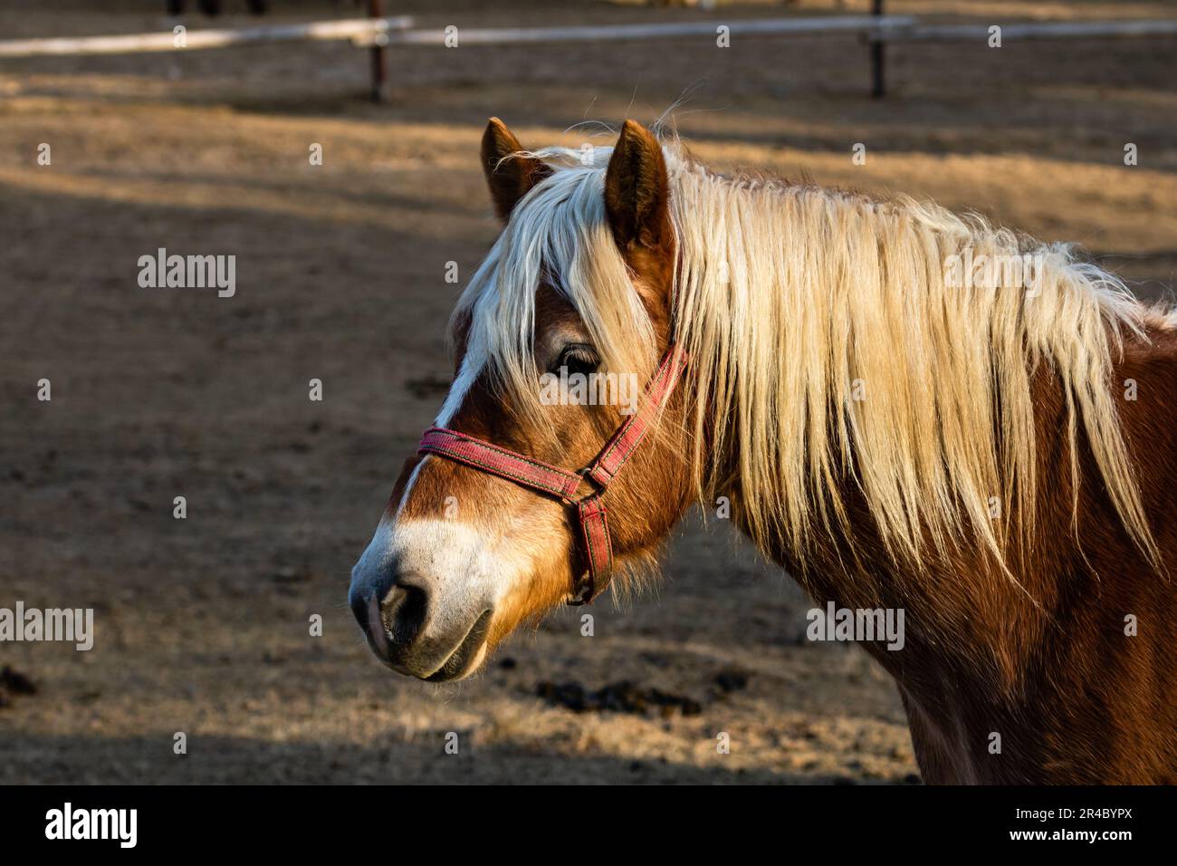 A majestic white horse wearing a red bridle stands in profile against a ...