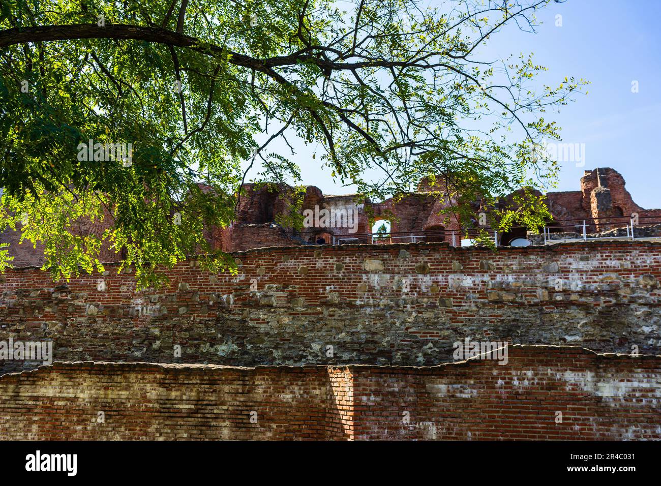 A full-grown tree standing tall beside a brick wall, with its branches ...