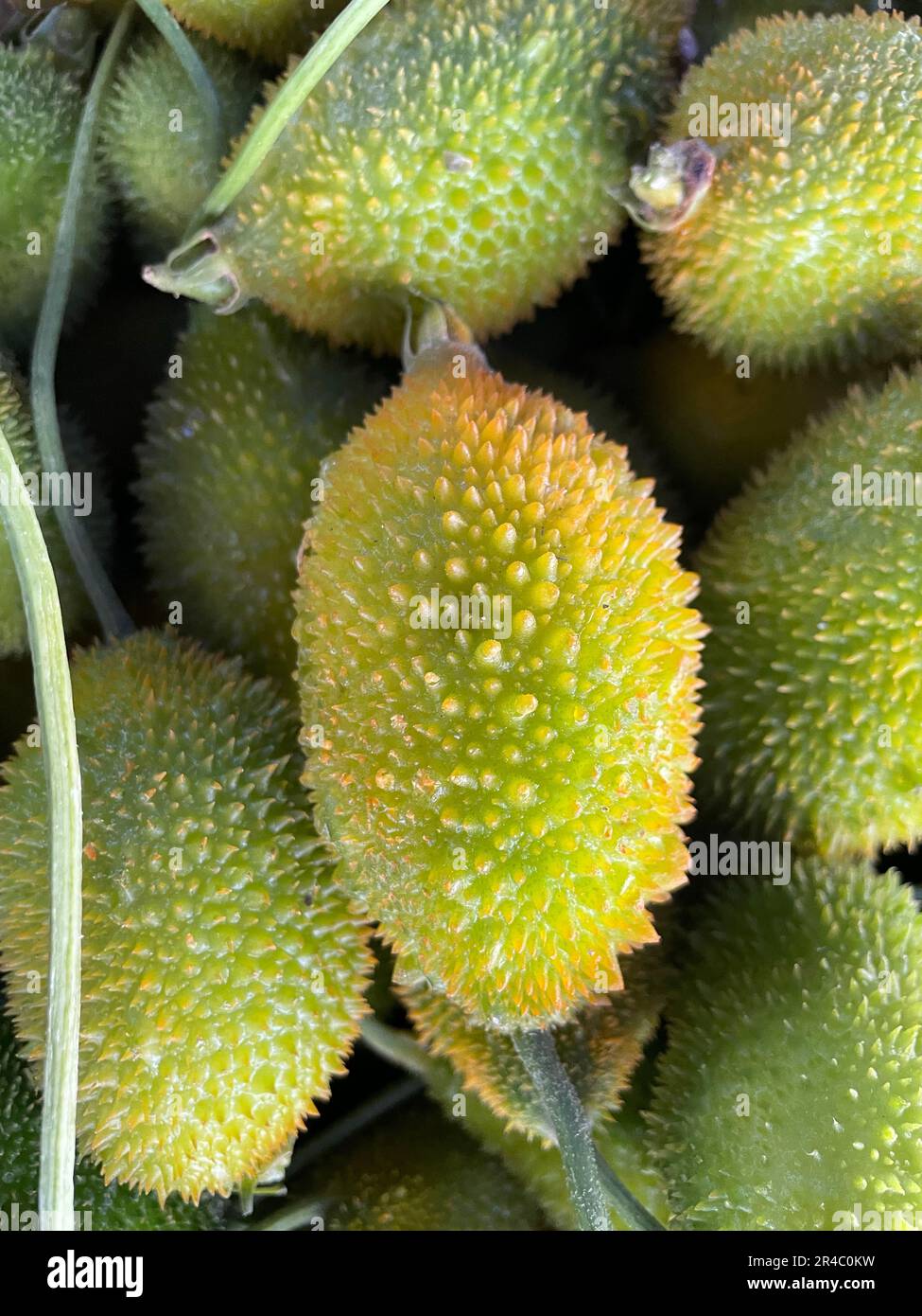 Spiny gourds hi-res stock photography and images - Alamy