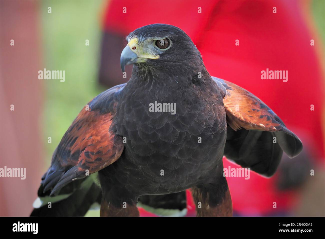 Eagle display hi-res stock photography and images - Alamy