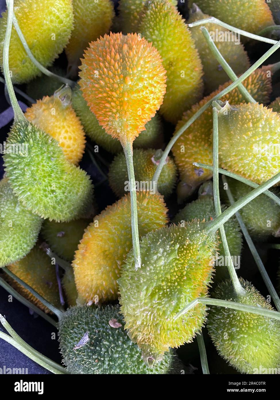 A vertical closeup of spiny gourds on a stack Stock Photo - Alamy