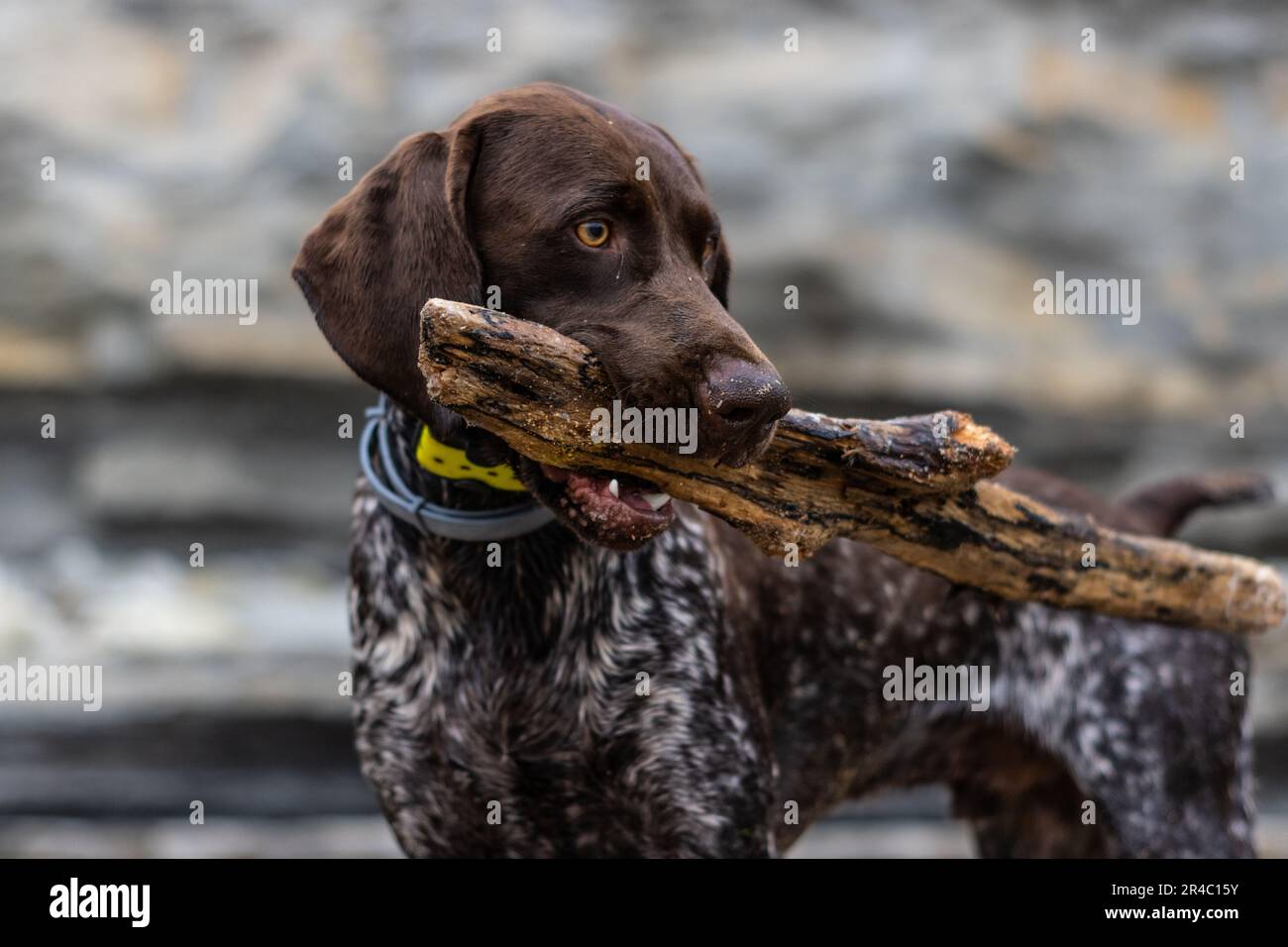 Large pointer dog hi-res stock photography and images - Alamy