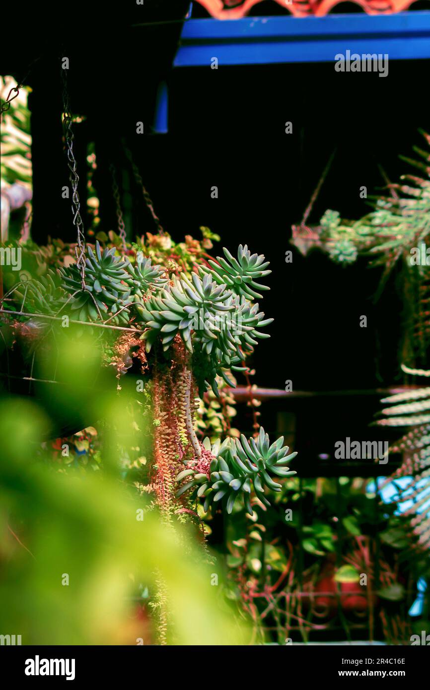 The elegant botanical atmosphere. Green tropical leaves, minimal jungle ...