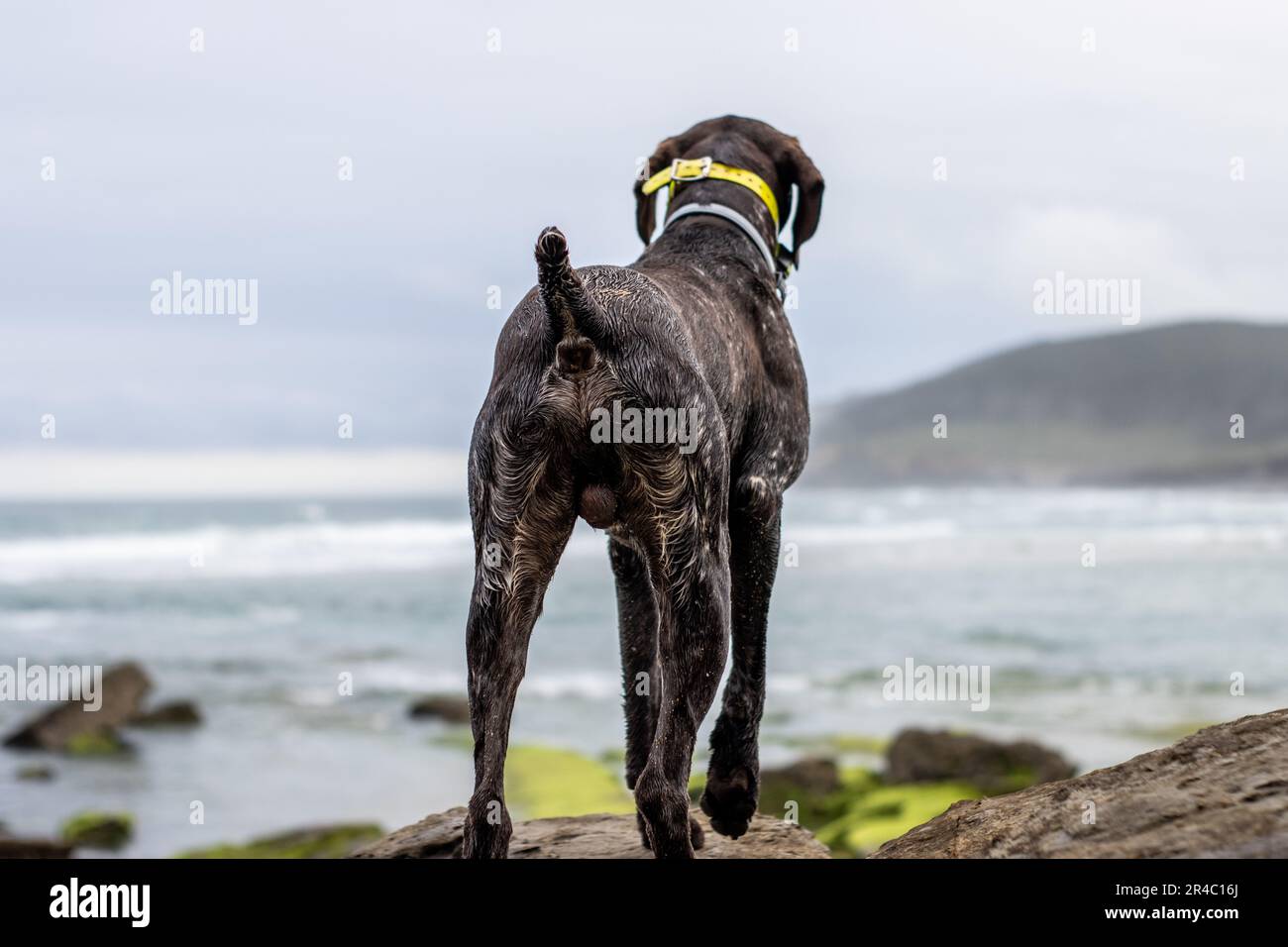 Large pointer dog hi-res stock photography and images - Alamy