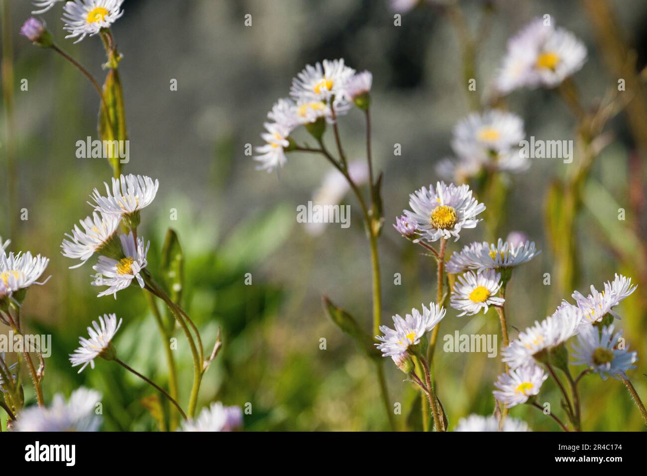 Hogback dam hi-res stock photography and images - Alamy
