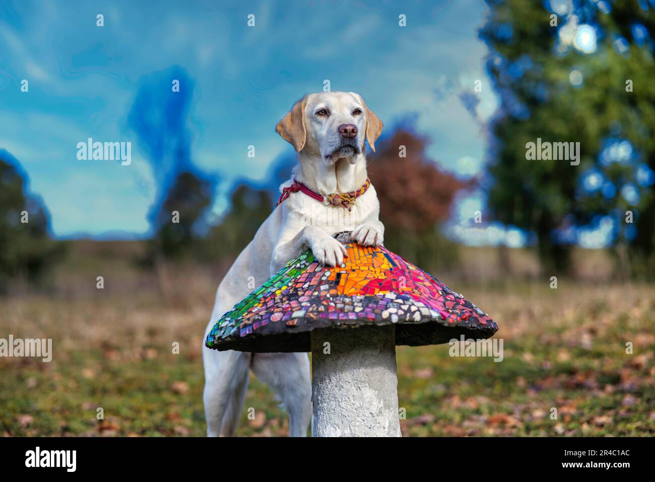 Labdrador hi-res stock photography and images - Alamy