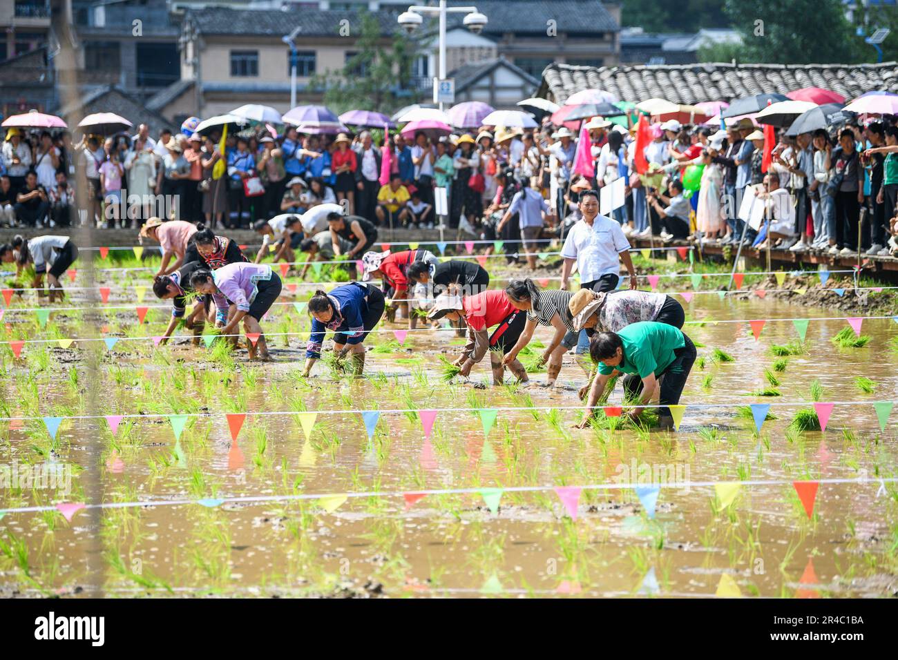 QIANXINAN, CHINA - MAY 27, 2023 - Farmers participate in a rice ...