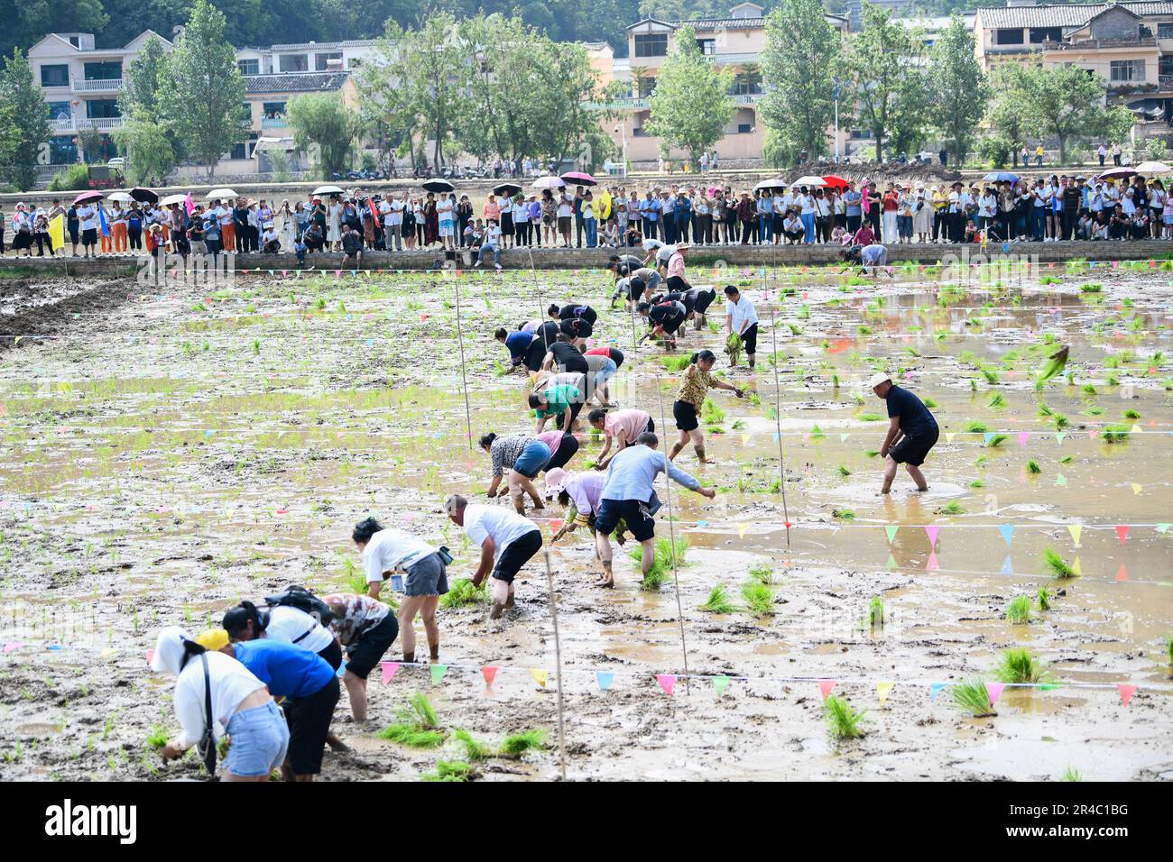 QIANXINAN, CHINA - MAY 27, 2023 - Farmers participate in a rice ...