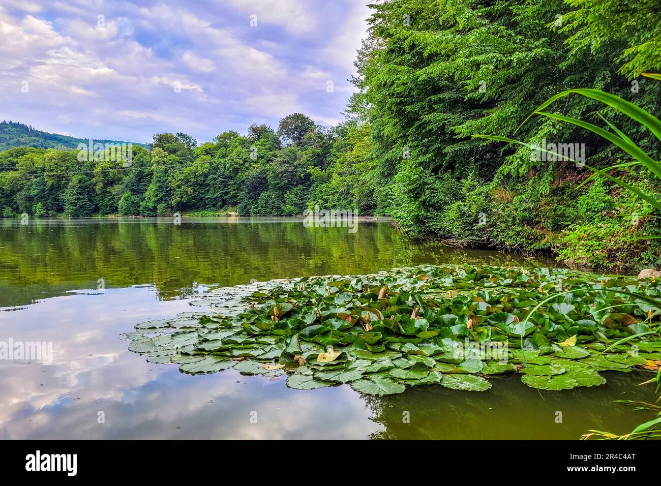 A tranquil lake with lily pads surrounded by lush greenery. Plavno ...