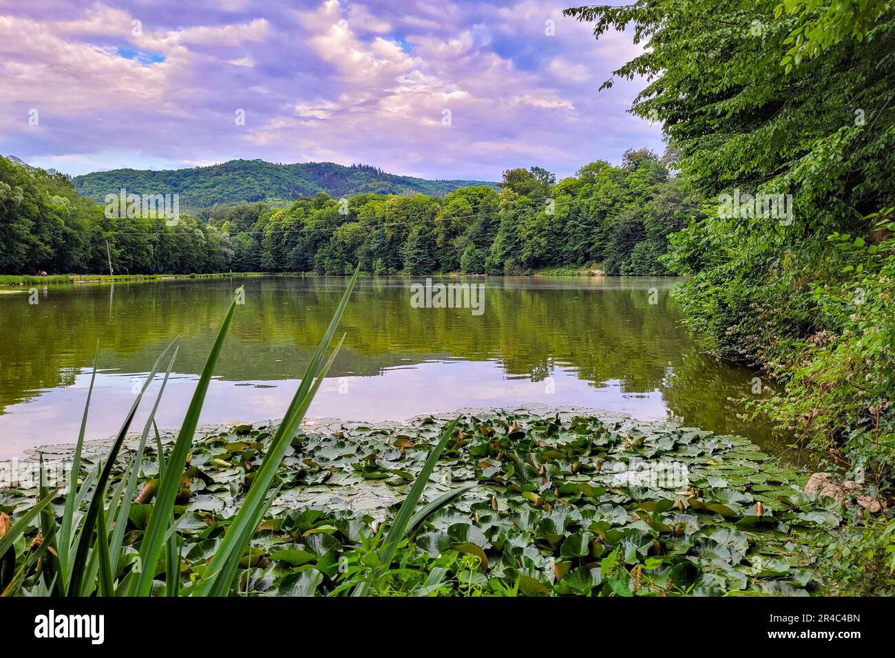 A tranquil lake with lily pads surrounded by lush greenery. Plavno ...