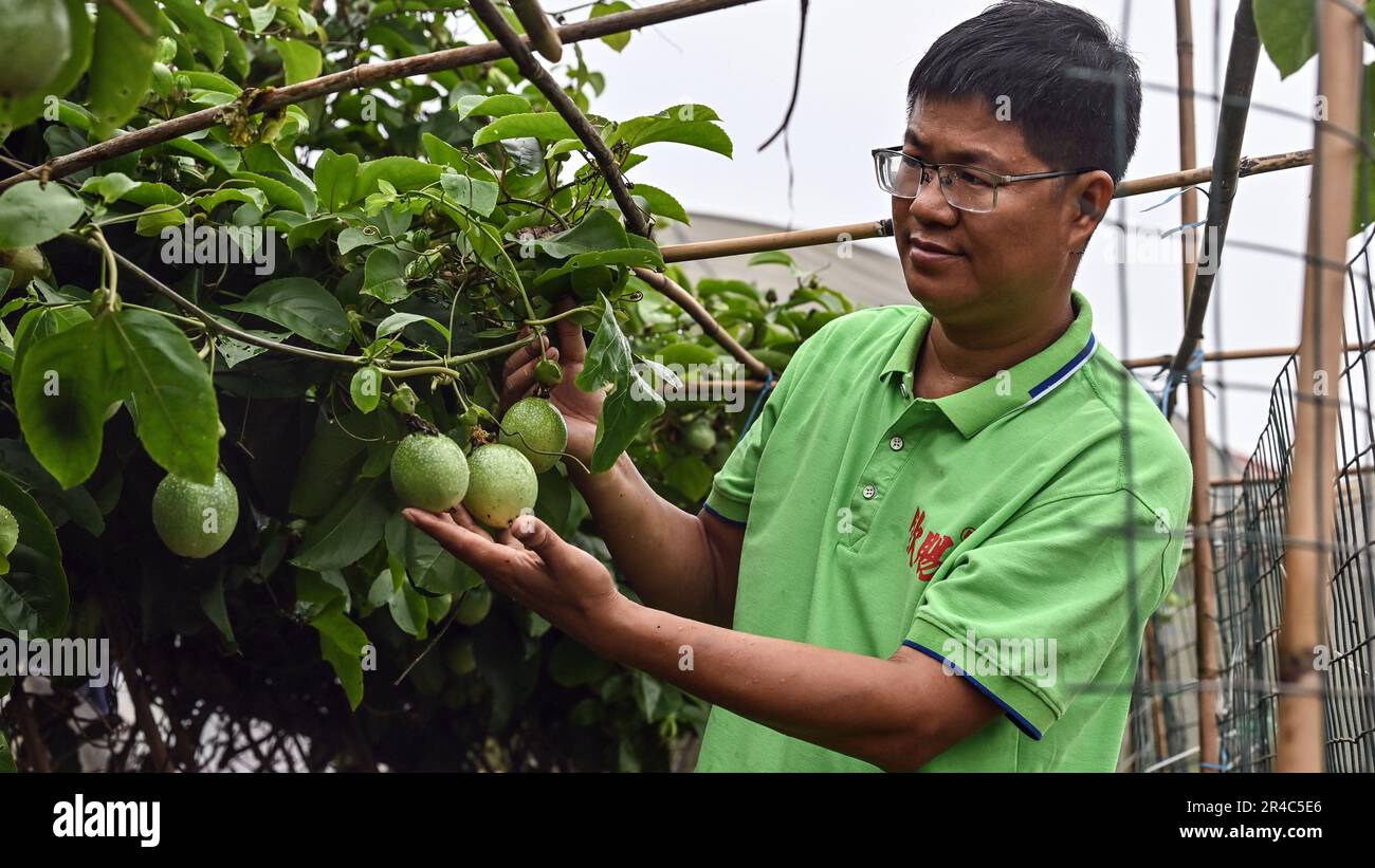 (230527) -- QINZHOU, May 27, 2023 (Xinhua) -- Deng Fubin checks passion ...