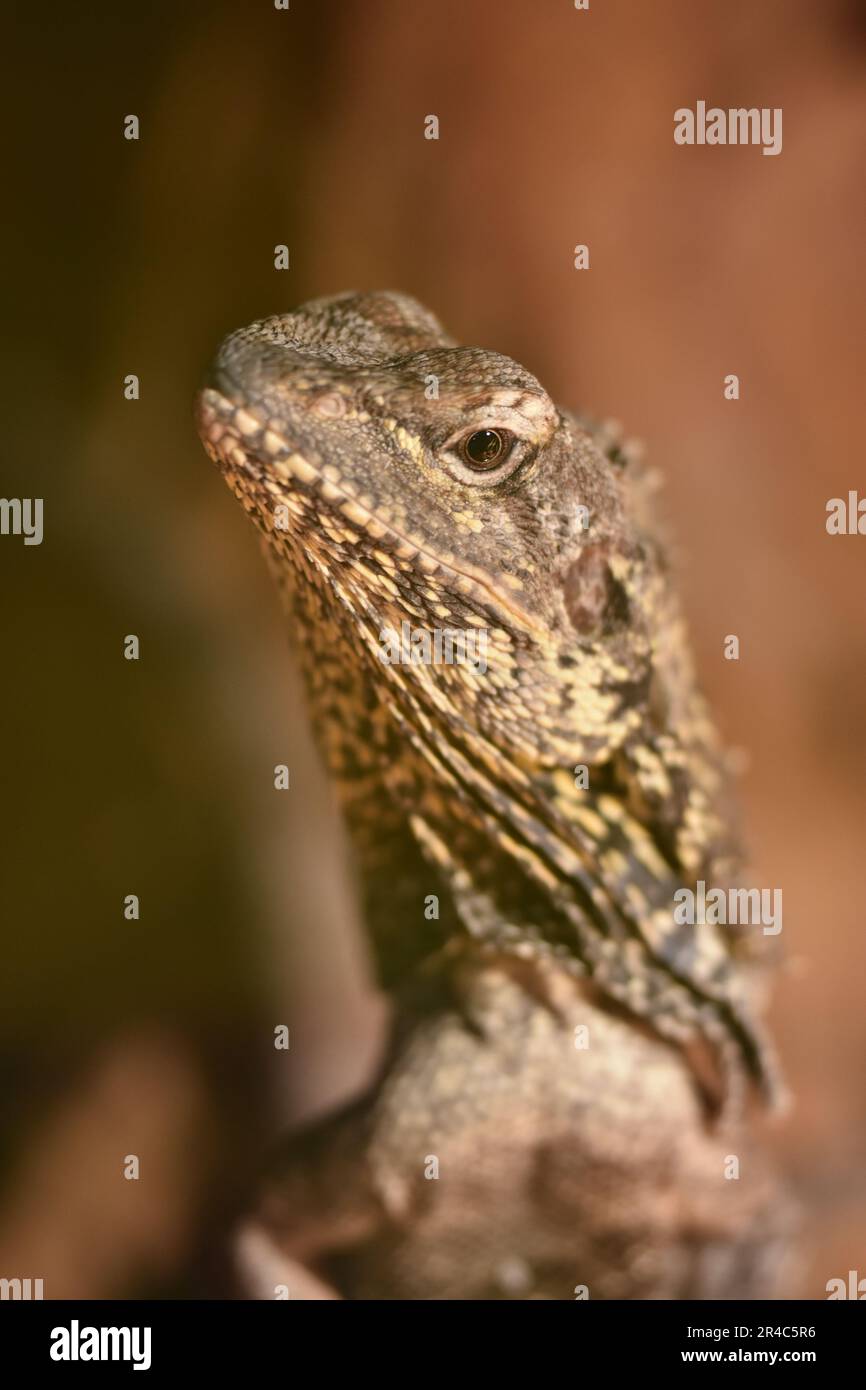 A close-up image of a common lizard, head tilted downwards in a ...