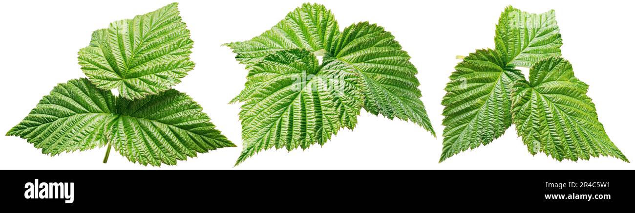 Set of raspberry green leaves isolated on white background with ...