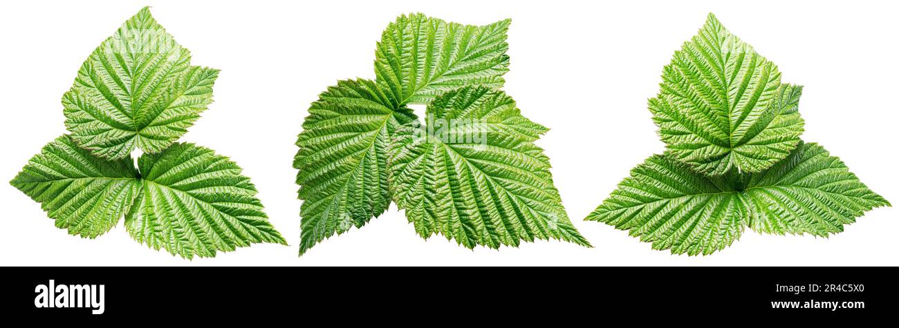 Set of raspberry green leaves isolated on white background with ...