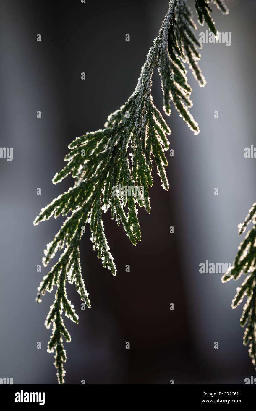A close-up shot of a frosty pine tree branch with pine needles, hanging ...