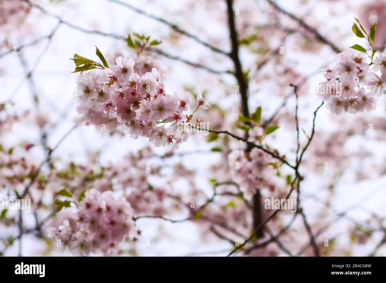 Sakura Cherry blossom. Wonderful flowering trees in spring park. Pink ...