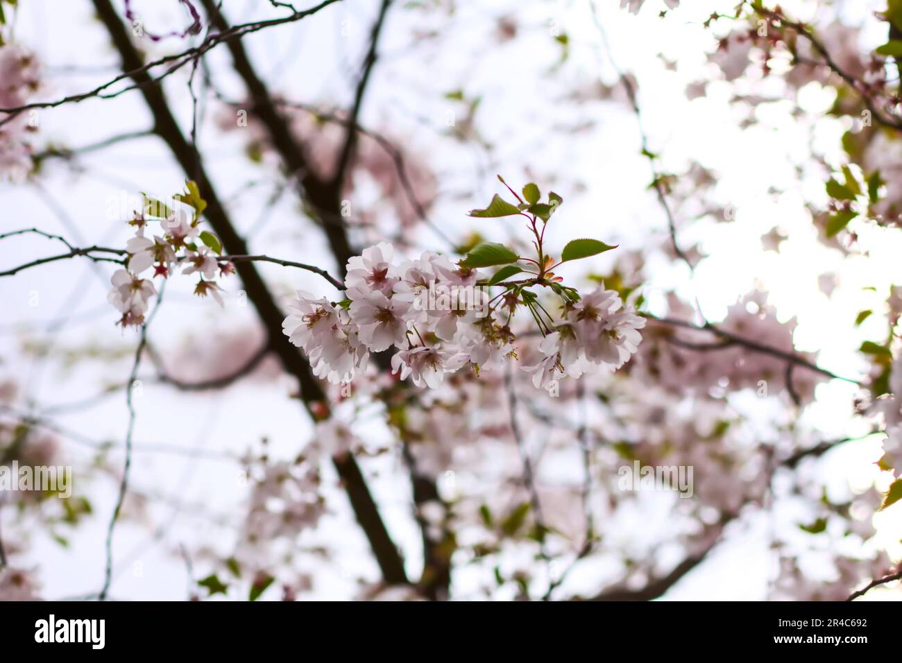 Sakura Cherry blossom. Wonderful flowering trees in spring park. Pink ...