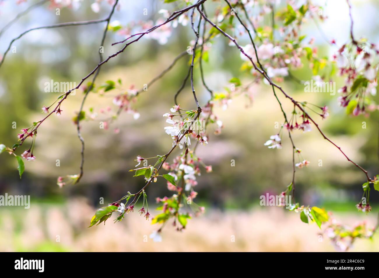Sakura Cherry blossom. Wonderful flowering trees in spring park. Pink ...