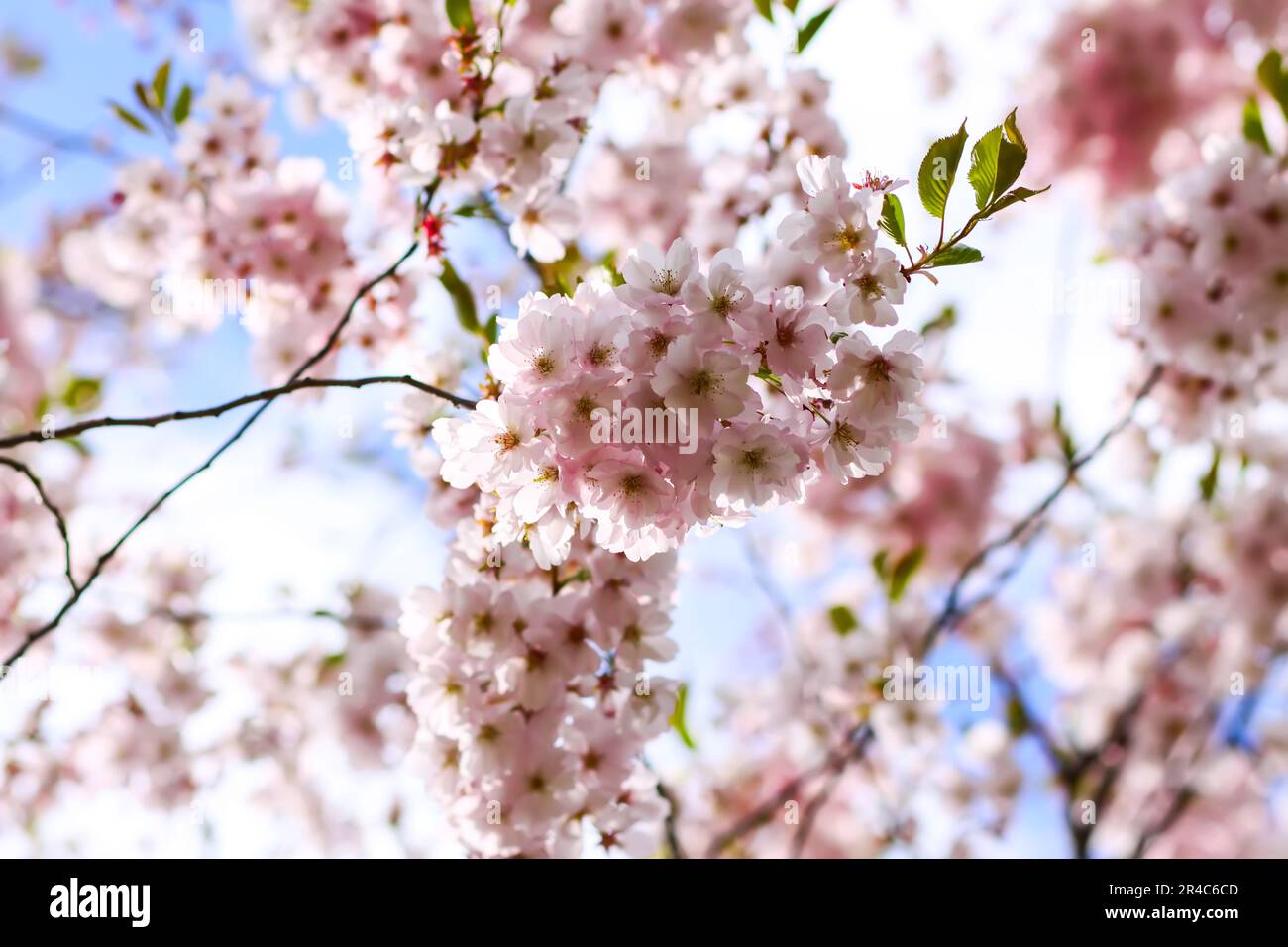 Sakura Cherry blossom. Wonderful flowering trees in spring park. Pink ...