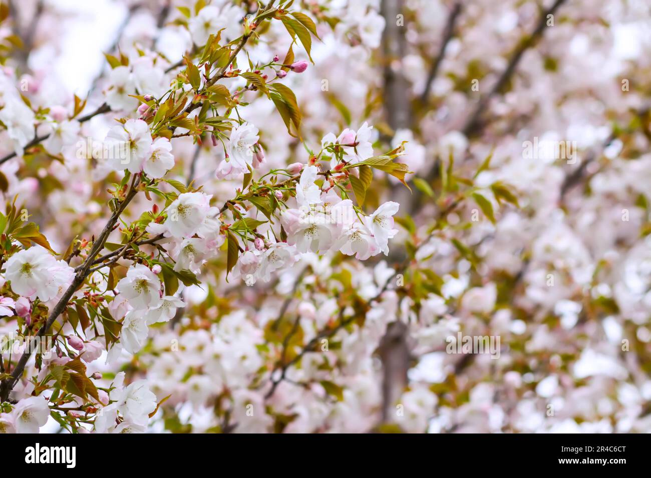 Sakura Cherry blossom. Wonderful flowering trees in spring park. Pink ...