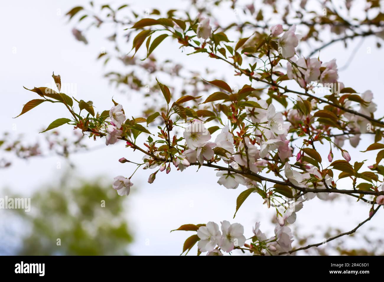Sakura Cherry blossom. Wonderful flowering trees in spring park. Pink ...
