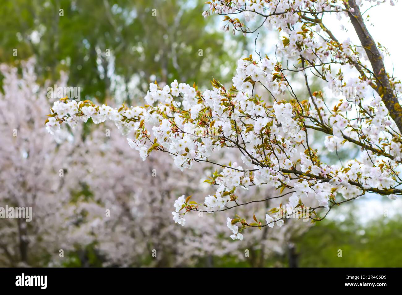 Sakura Cherry blossom. Wonderful flowering trees in spring park. Pink ...