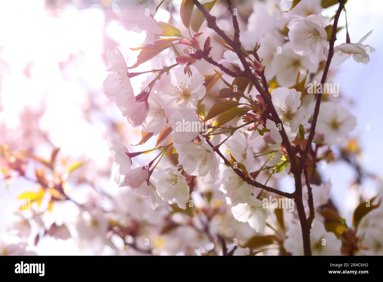 Sakura Cherry blossom. Wonderful flowering trees in spring park. Pink ...
