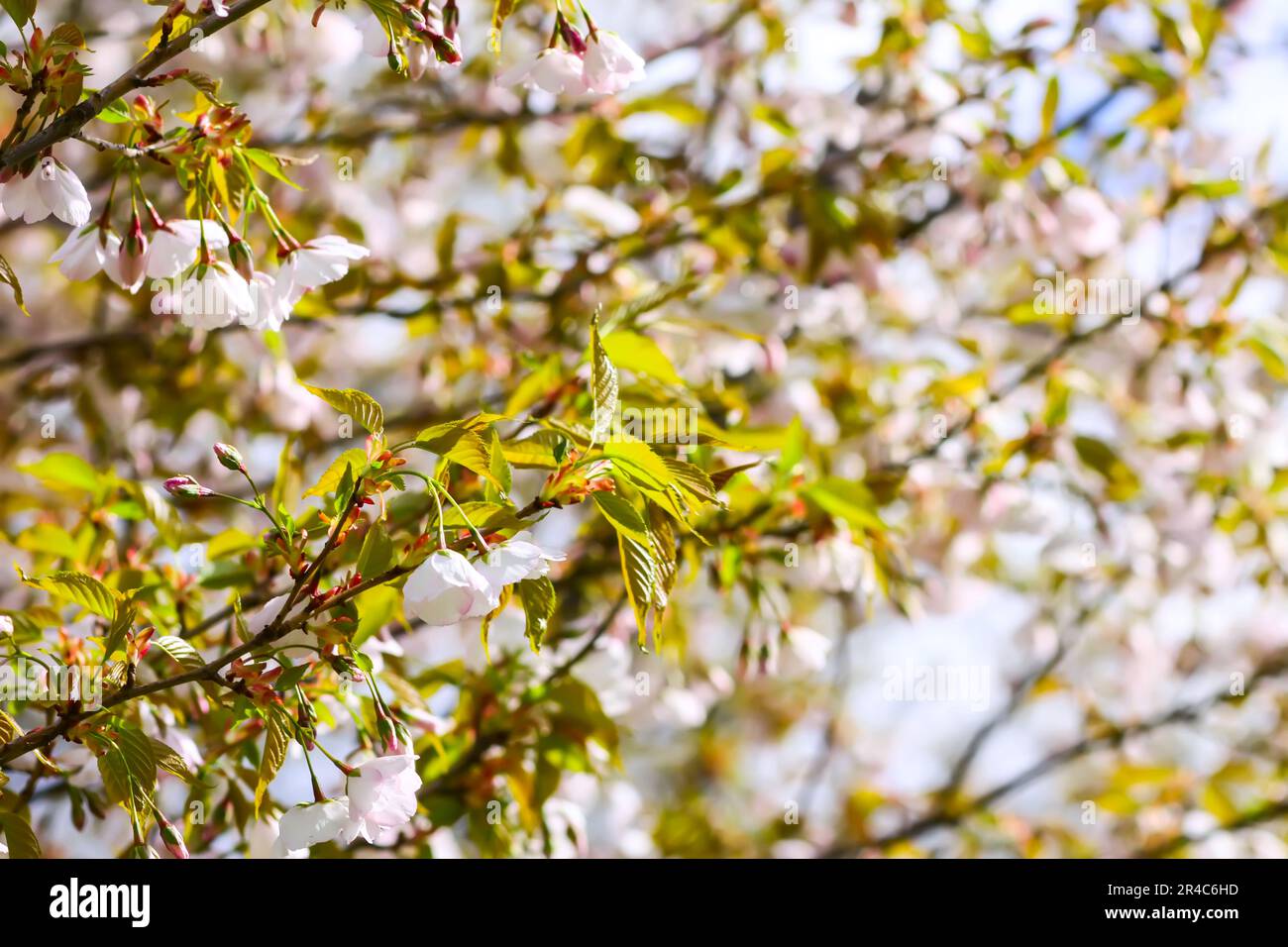Sakura Cherry blossom. Wonderful flowering trees in spring park. Pink ...
