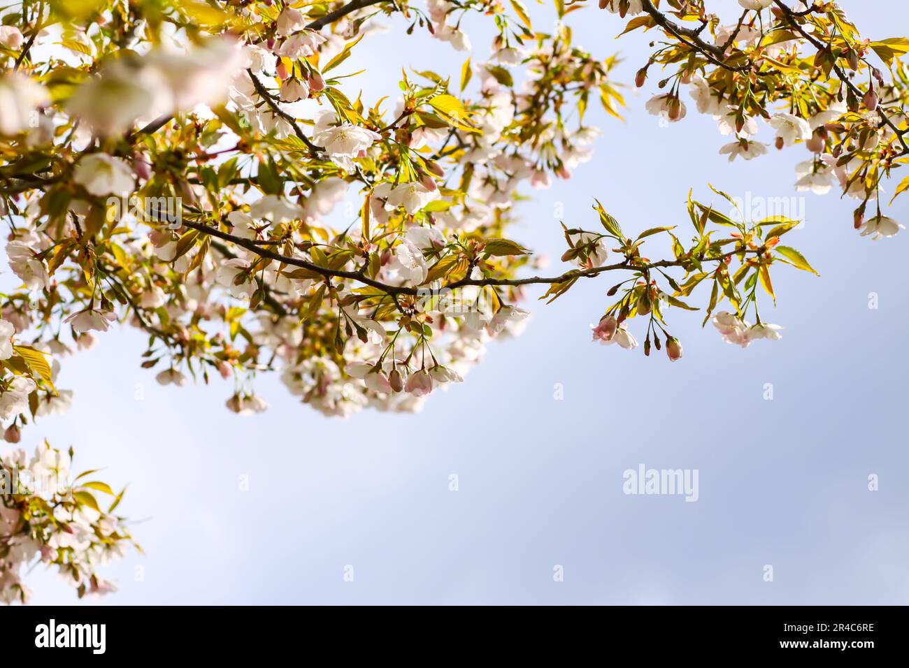 Sakura Cherry blossom. Wonderful flowering trees in spring park. Pink ...