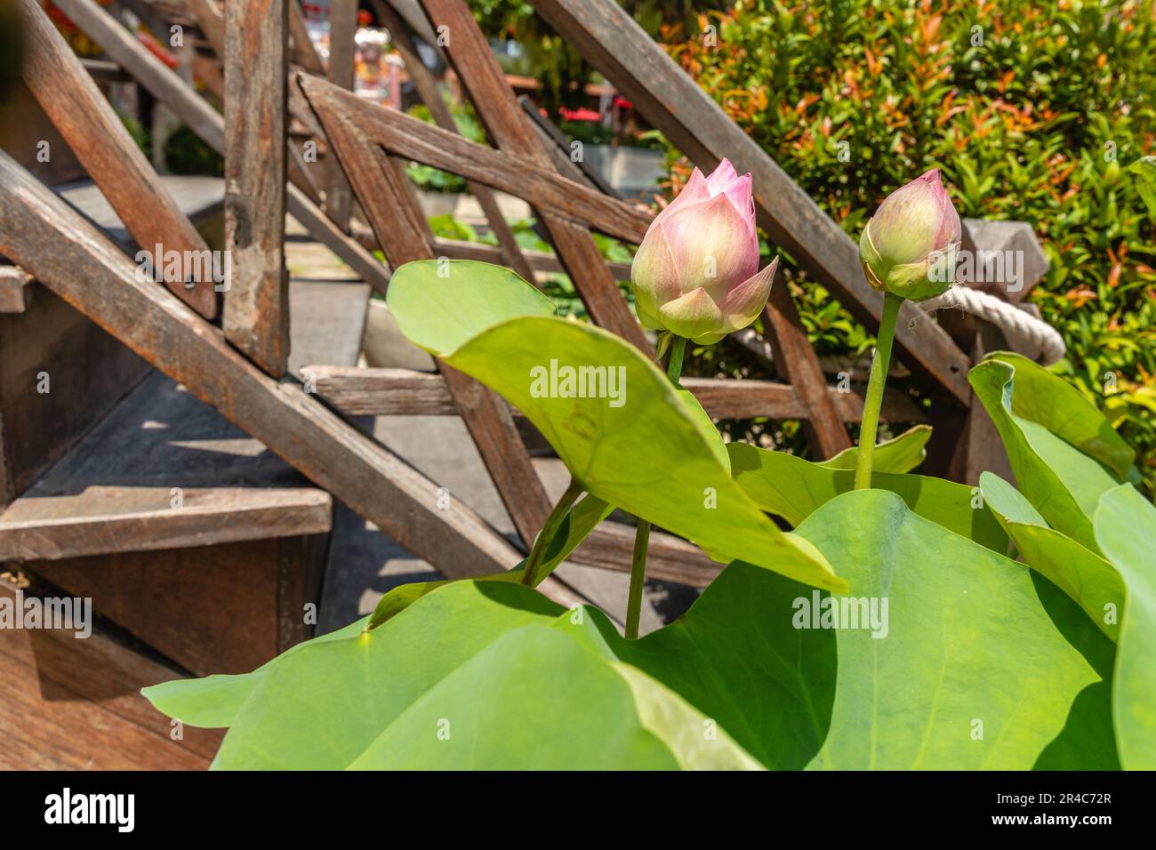 Lotus flowers at Lhong 1919, aa tourist attraction on the west bank of ...