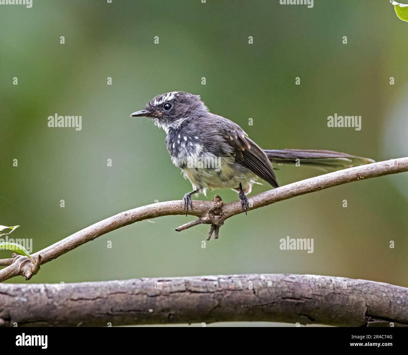 Black white thin bird hi-res stock photography and images - Alamy