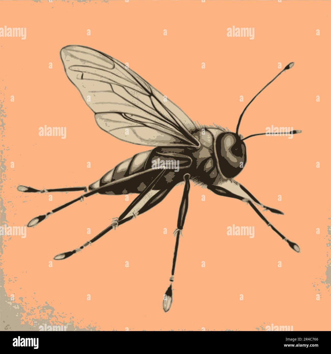 Insect wing microscope Stock Vector Images - Alamy