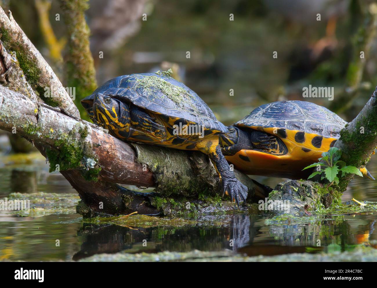 Two red eared slider turtles, a species of aquatic turtle, bask in the ...