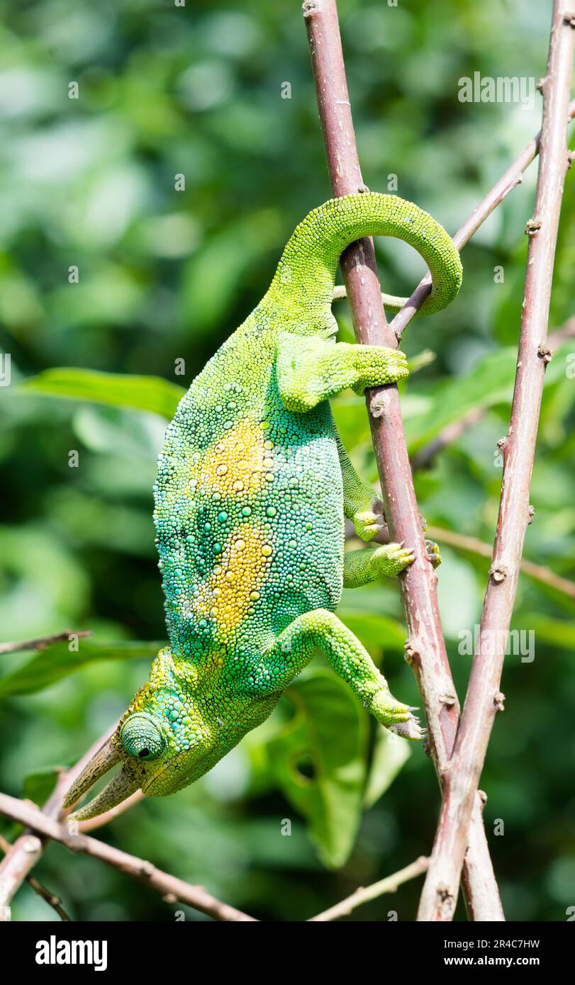 Three horned chameleon hi-res stock photography and images - Alamy