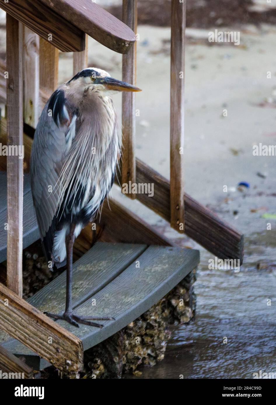 A large bird perched atop a wooden stair rail, looking around its ...