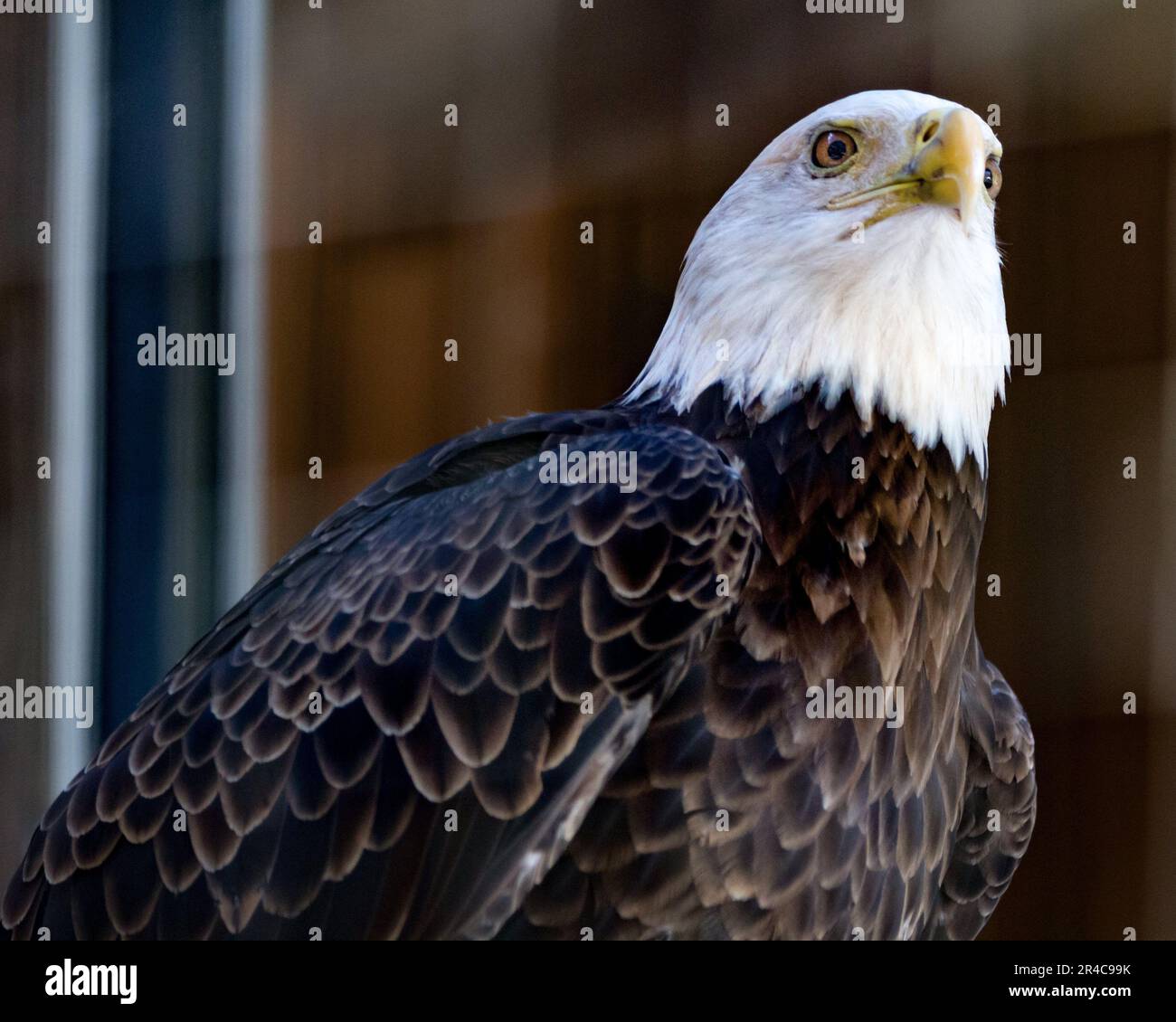 A majestic bald eagle perched on the ground, its talons suspended in ...