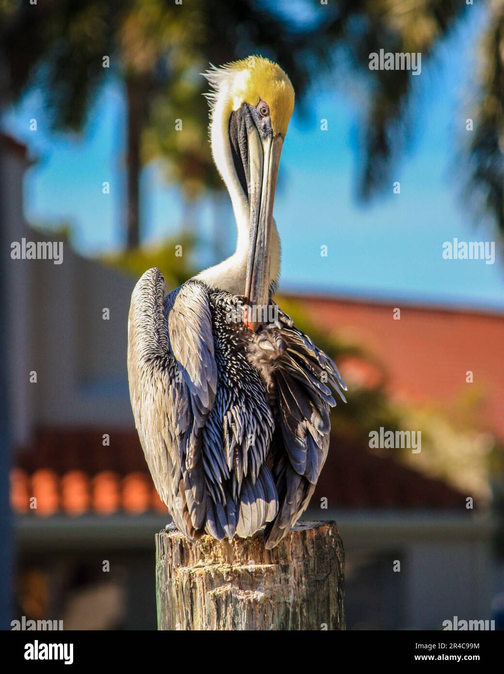 A single pelican perches atop a wooden post, surveying its surroundings ...