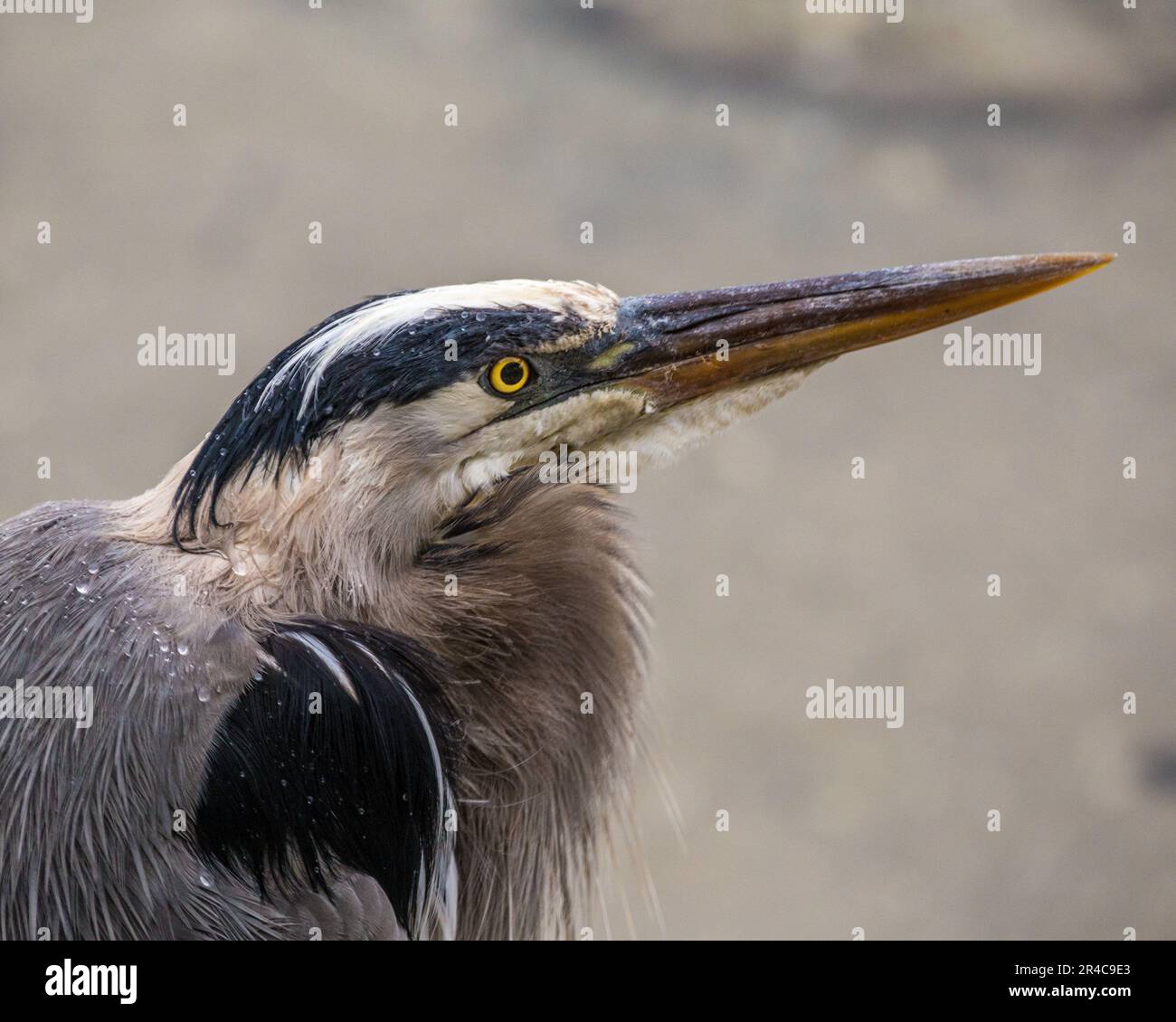 A close up photograph of a small bird, with striking plumage Stock ...