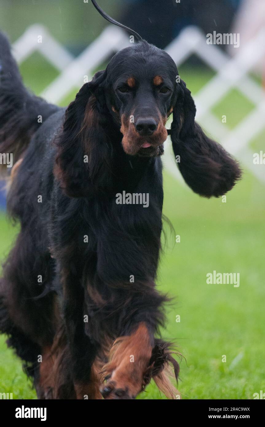 Gordon Setter walking towards camera at a dog show Stock Photo - Alamy