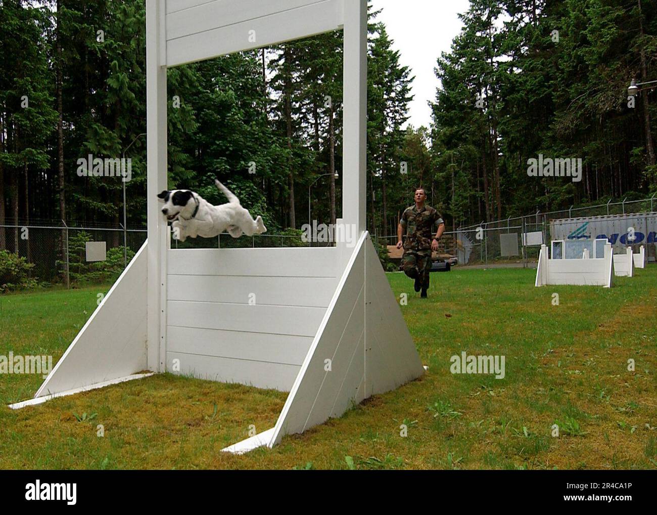 US Navy Zorro, a military working dog for Naval Base Kitsap, jumps ...