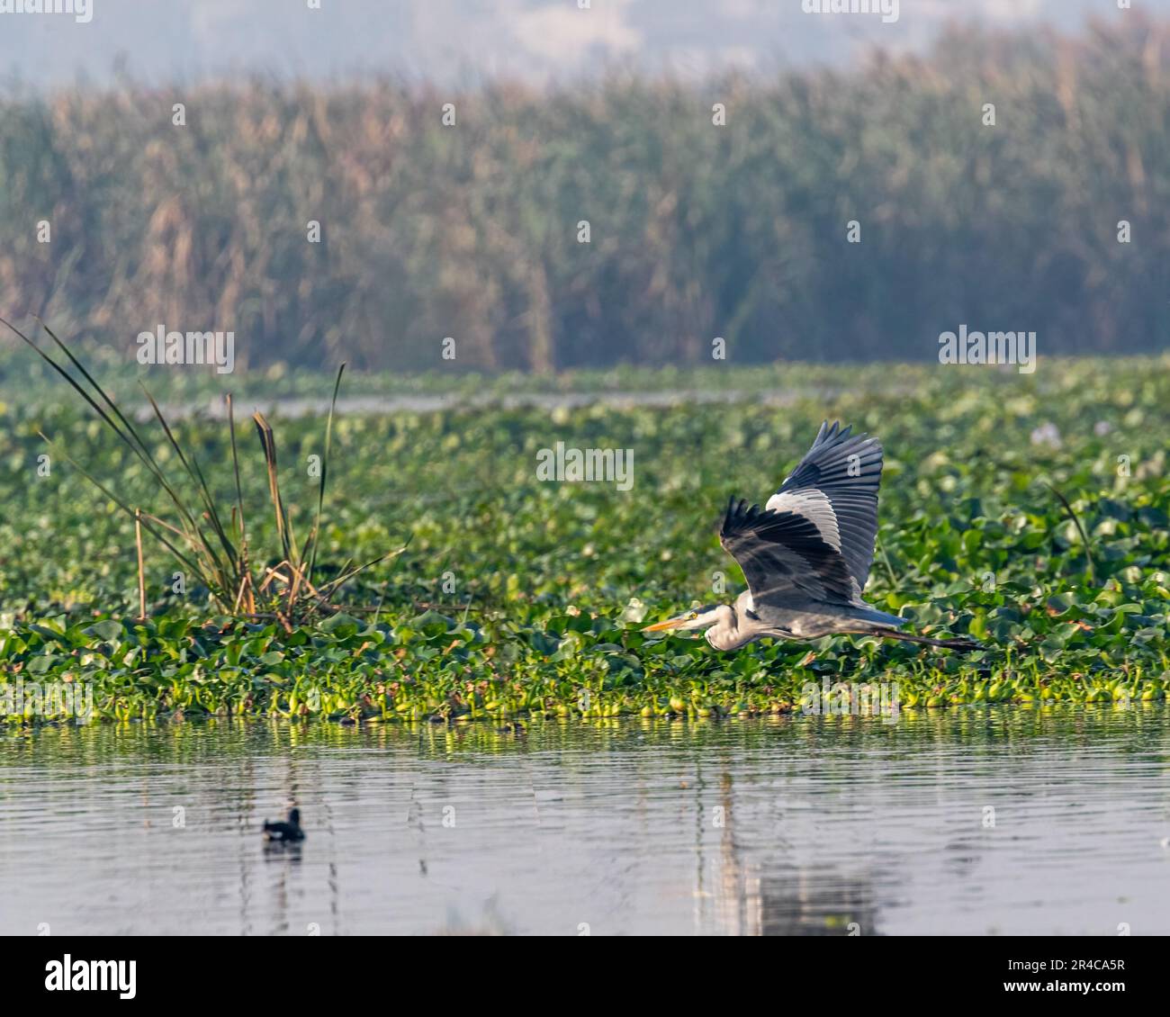 A seagull is soaring gracefully over a body of water, eyes trained on ...