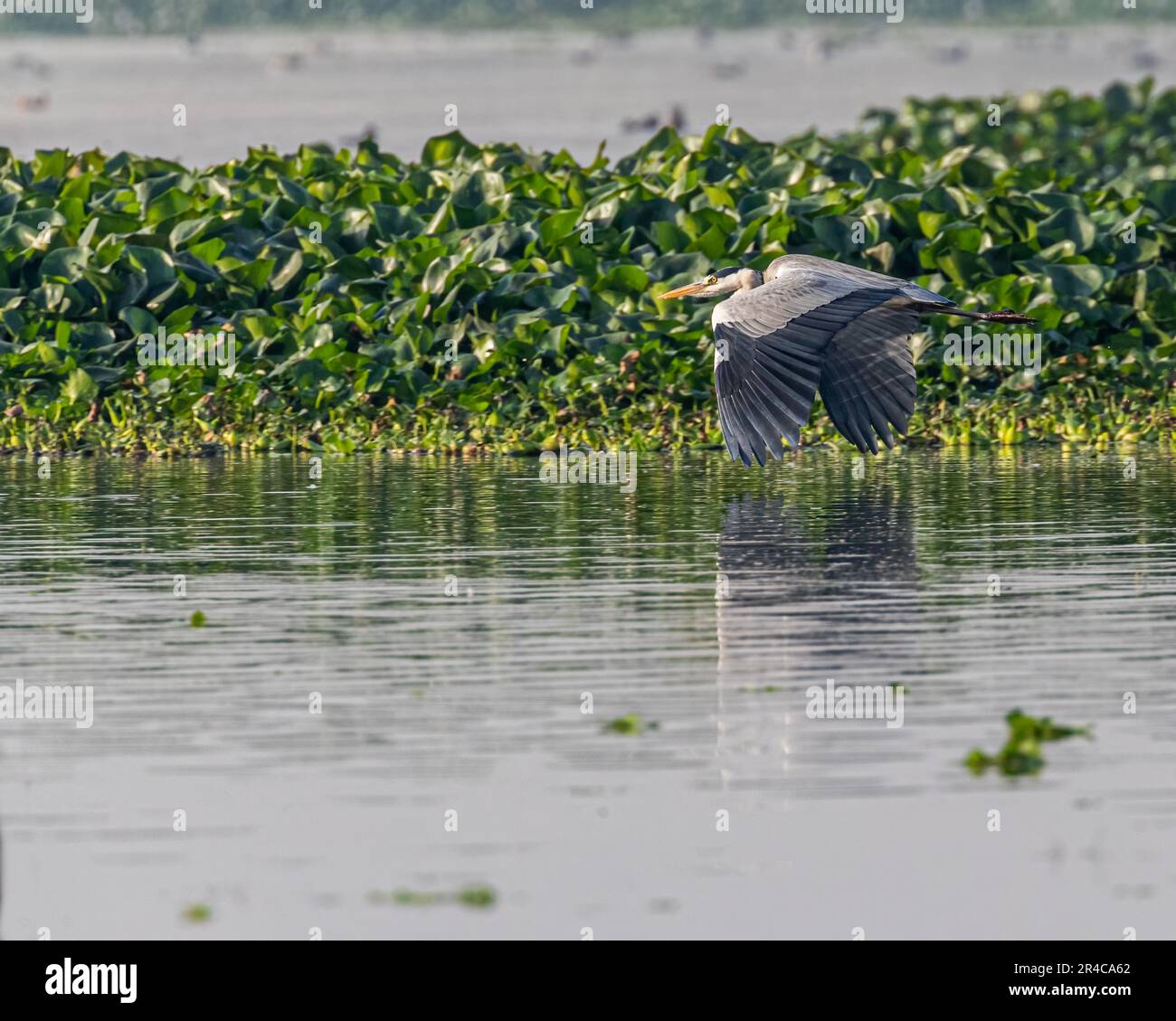 This high-quality stock photo features a bird landing in a body of ...