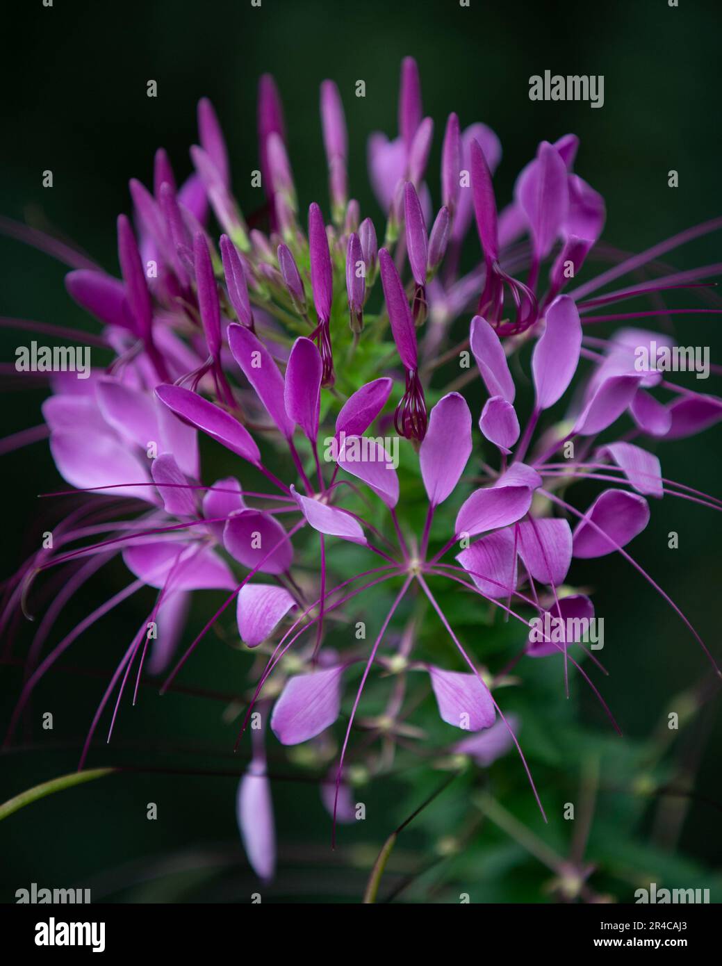 A spiny spiderflower growing in a field with a blurry background Stock ...
