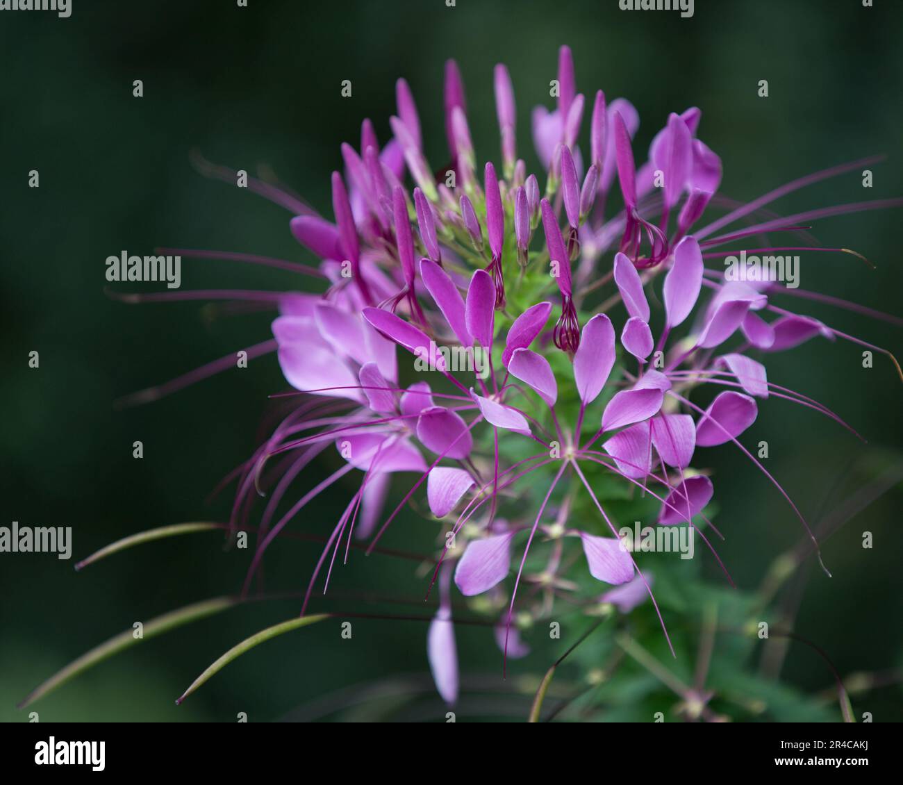 A spiny spiderflower growing in a field with a blurry background Stock ...